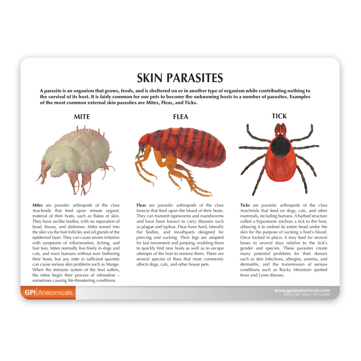 Canine Skin Parasites Education Card – GPI 3D Anatomy