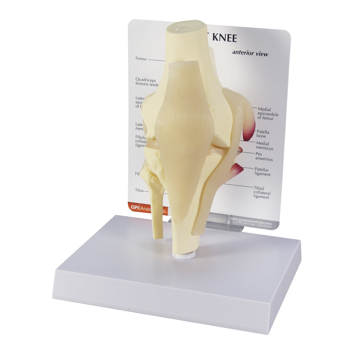 Basic Knee – GPI 3D Anatomy