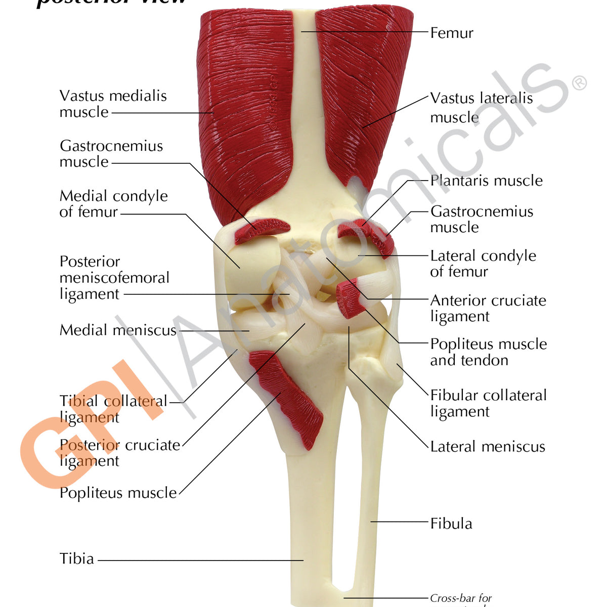 Muscled Knee Education Card – GPI 3D Anatomy