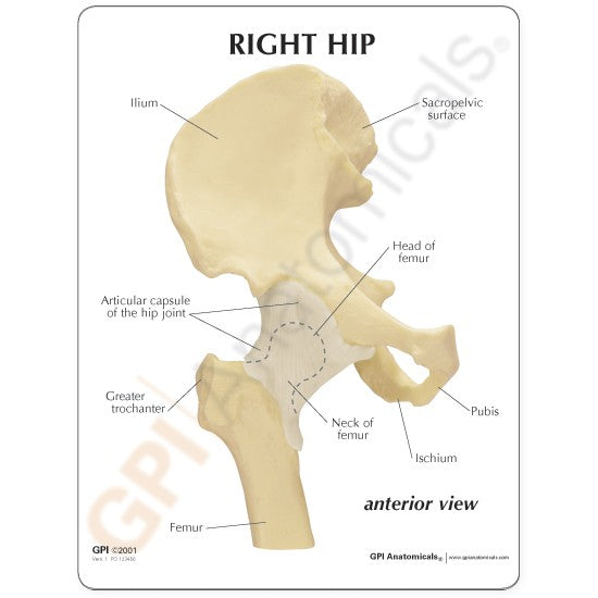 Basic Hip Education Card – GPI 3D Anatomy