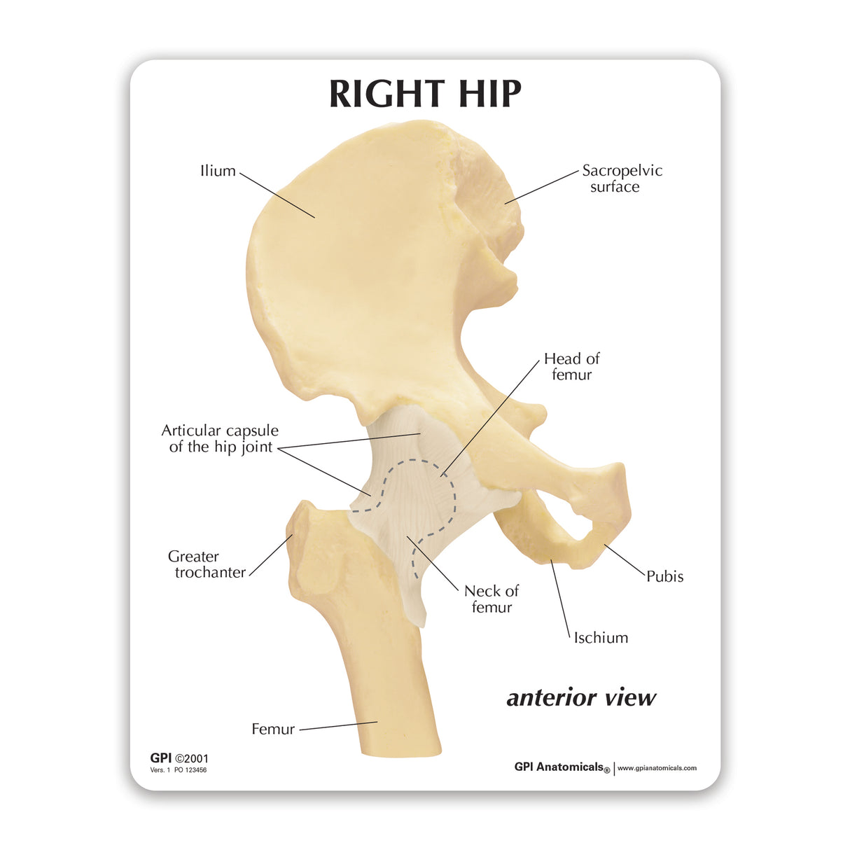 Hip Joint Model – GPI 3D Anatomy