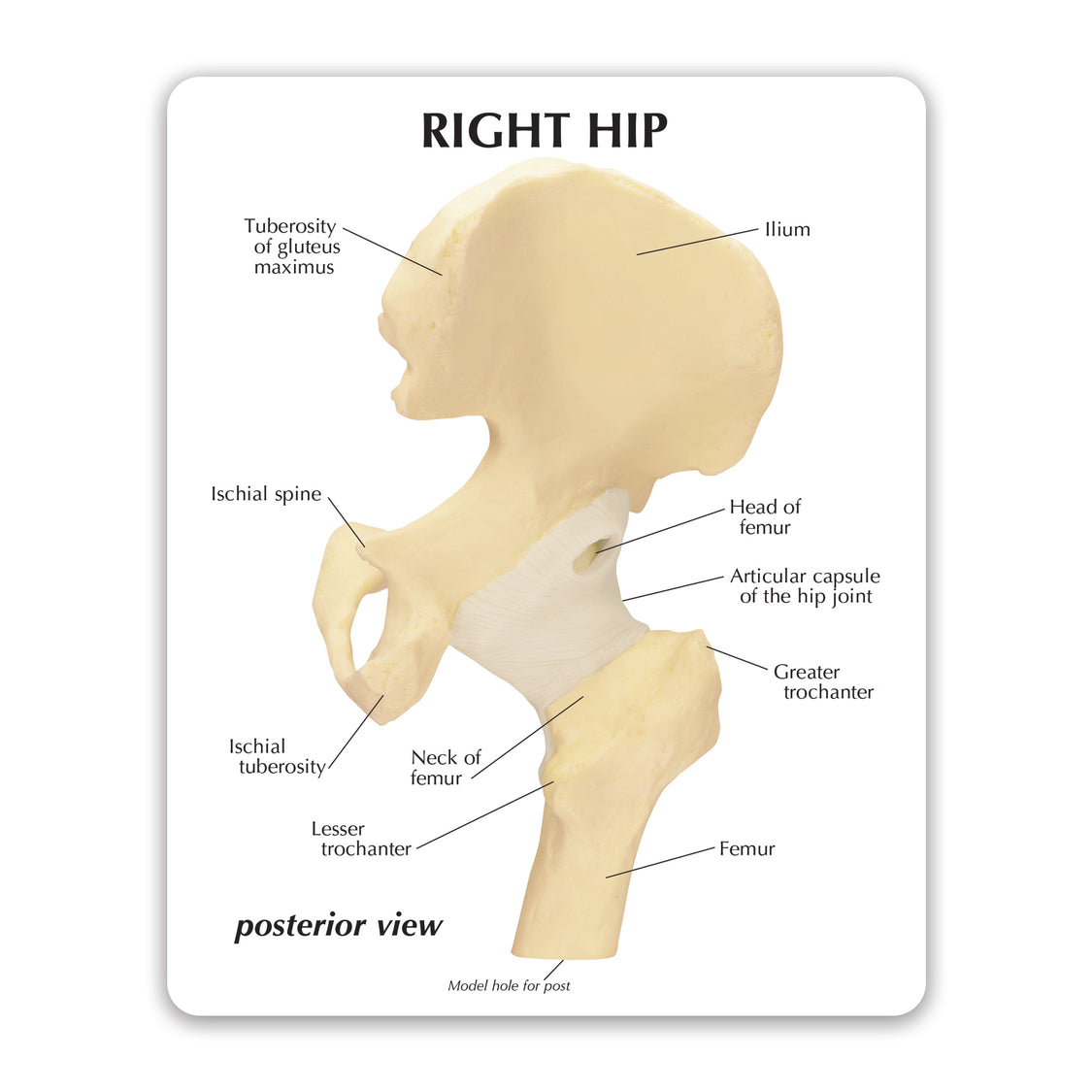 Hip Joint Model – GPI 3D Anatomy
