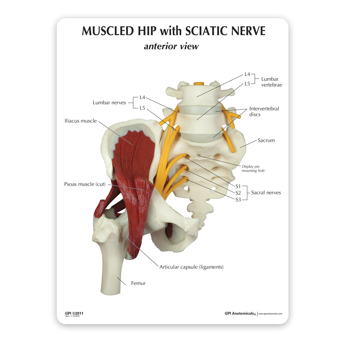 Muscled Hip Model – GPI 3D Anatomy