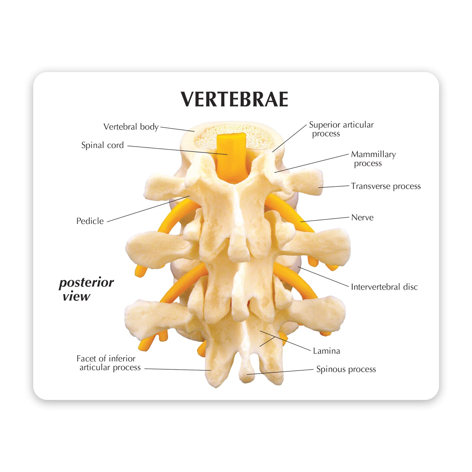 Basic Vertebrae Model with L2, L3, and L4 – GPI 3D Anatomy