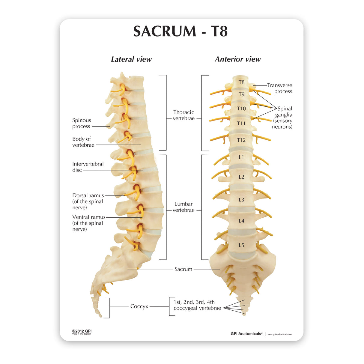 Sacrum T8 Spine Model with L-1 through L-5 and T-12 through T-8 – GPI ...