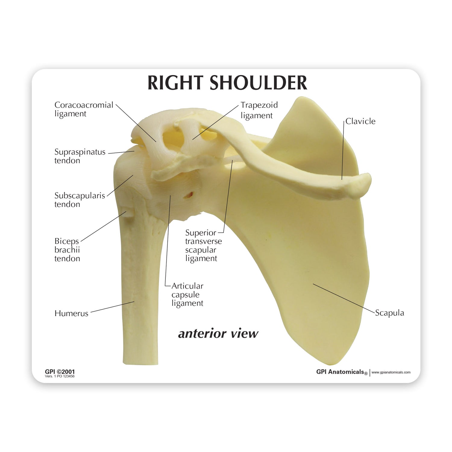 Basic Shoulder Model – GPI 3D Anatomy