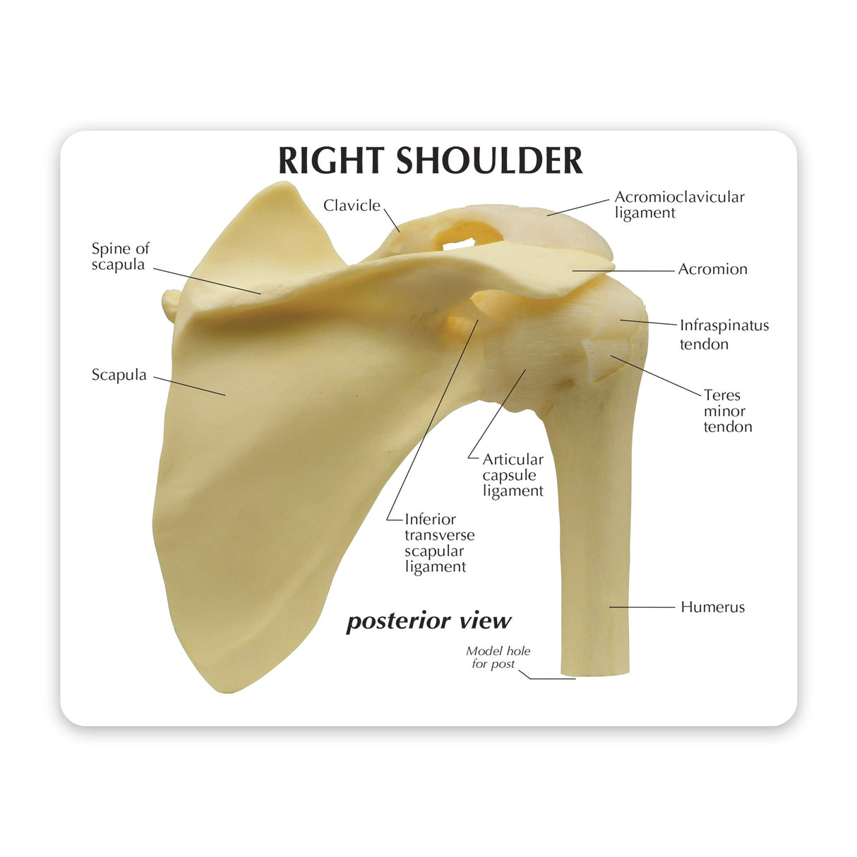 Basic Shoulder Model – GPI 3D Anatomy