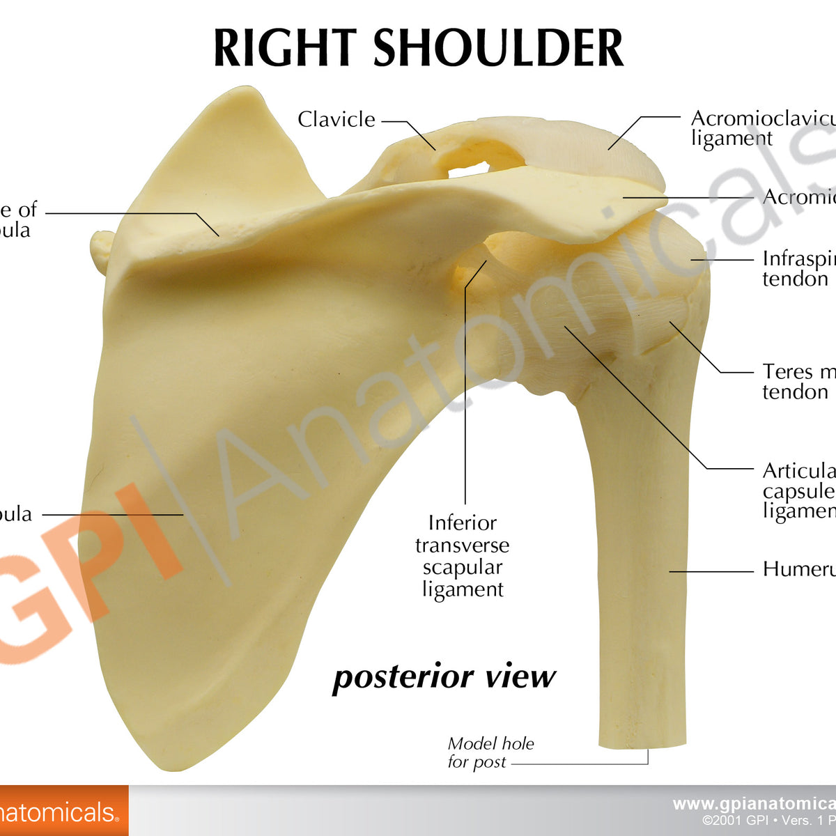 Basic Shoulder Education Card – GPI 3D Anatomy