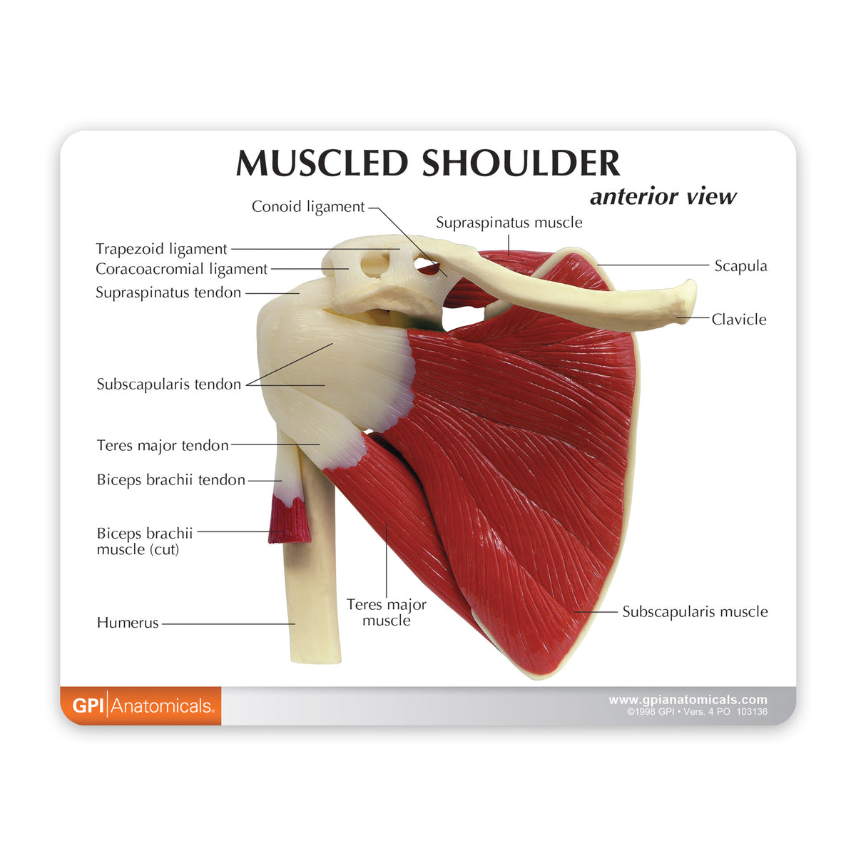 Muscled Shoulder Education Card – GPI 3D Anatomy