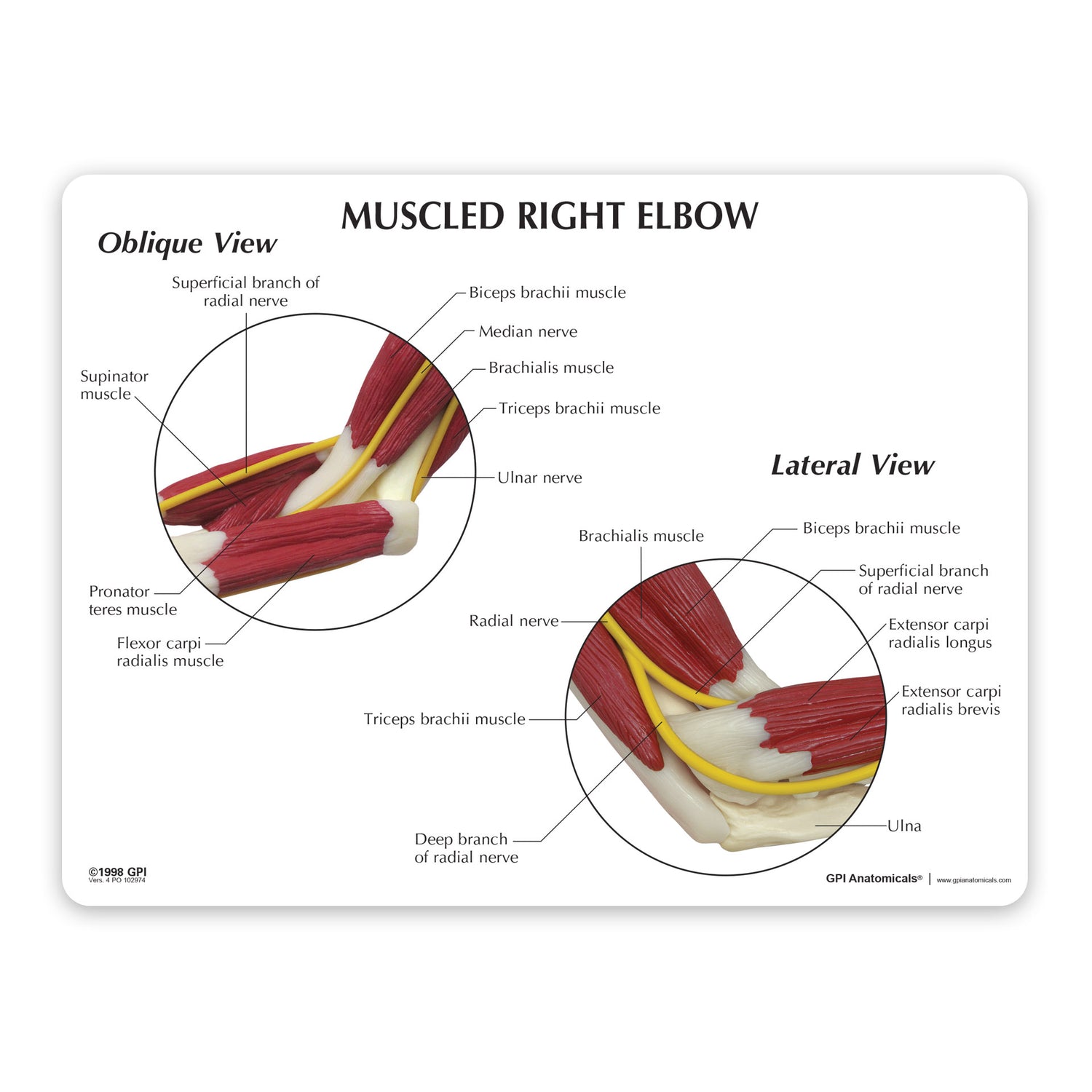 Muscled Elbow Education Card – GPI 3D Anatomy