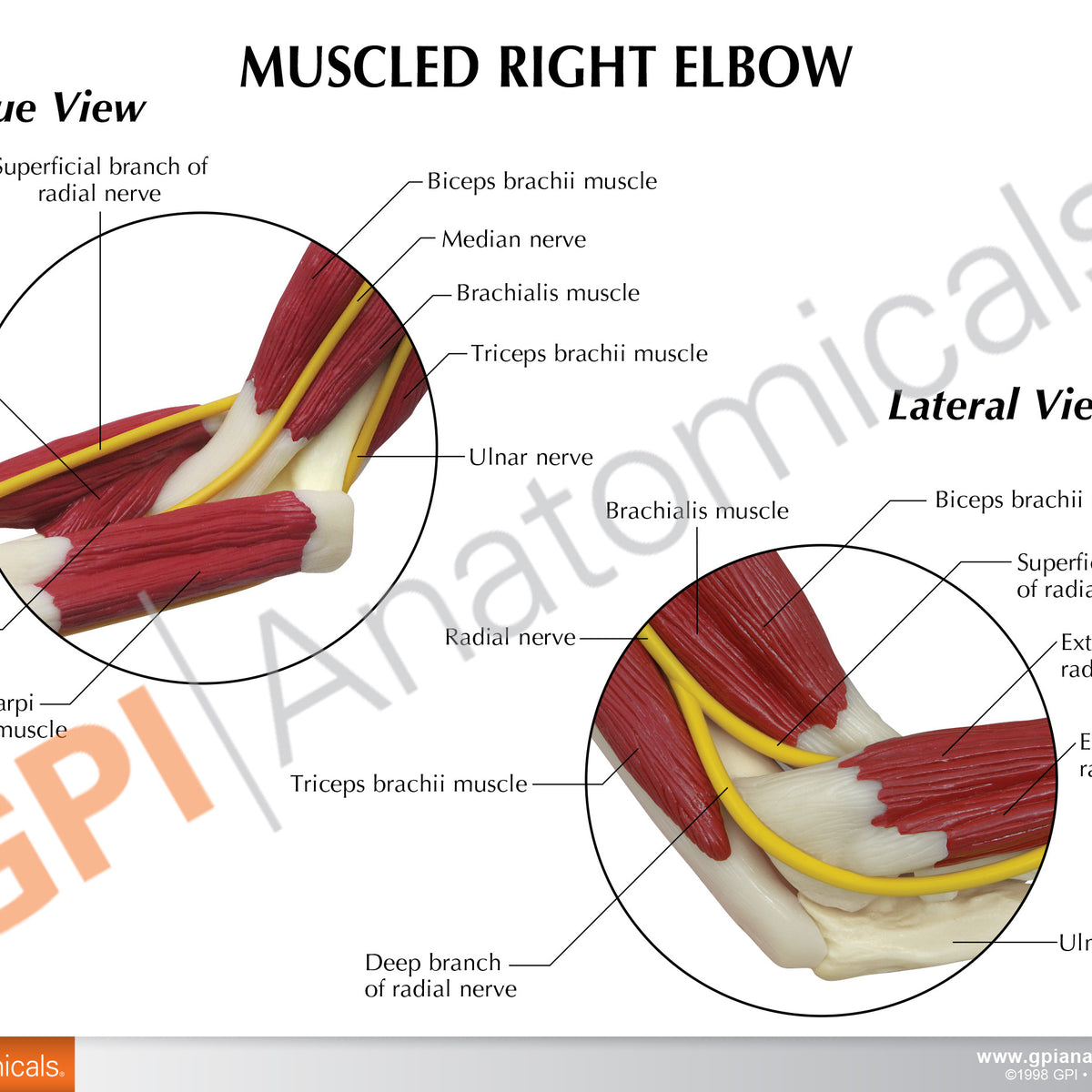 Muscled Elbow Education Card – GPI 3D Anatomy