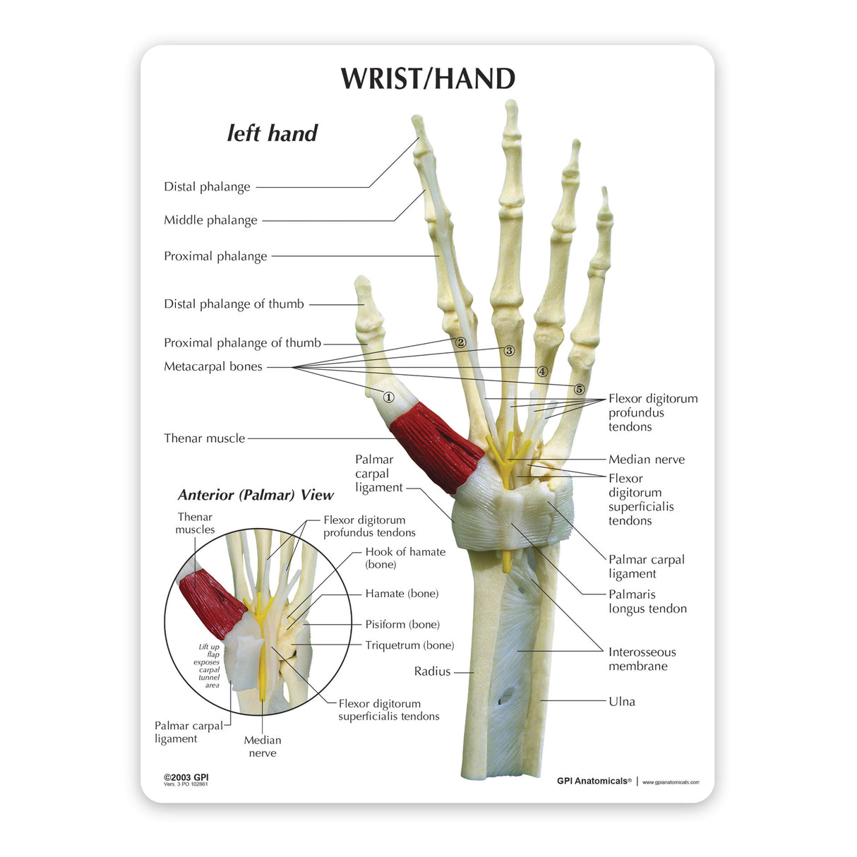 Hand and Wrist Model – GPI 3D Anatomy