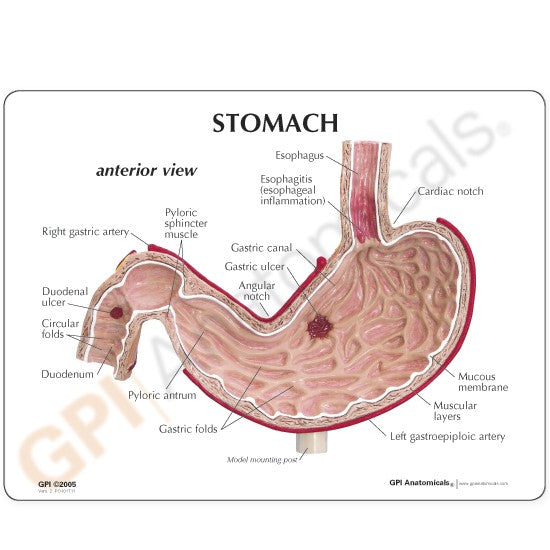 Stomach Education Card – GPI 3D Anatomy