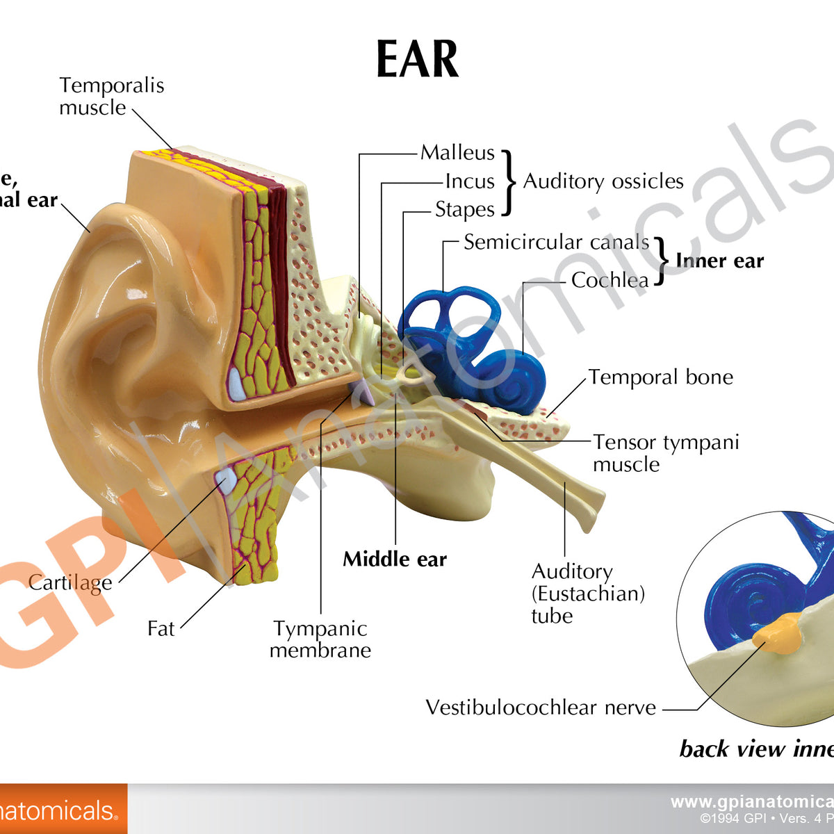 Ear Education Card – GPI 3D Anatomy