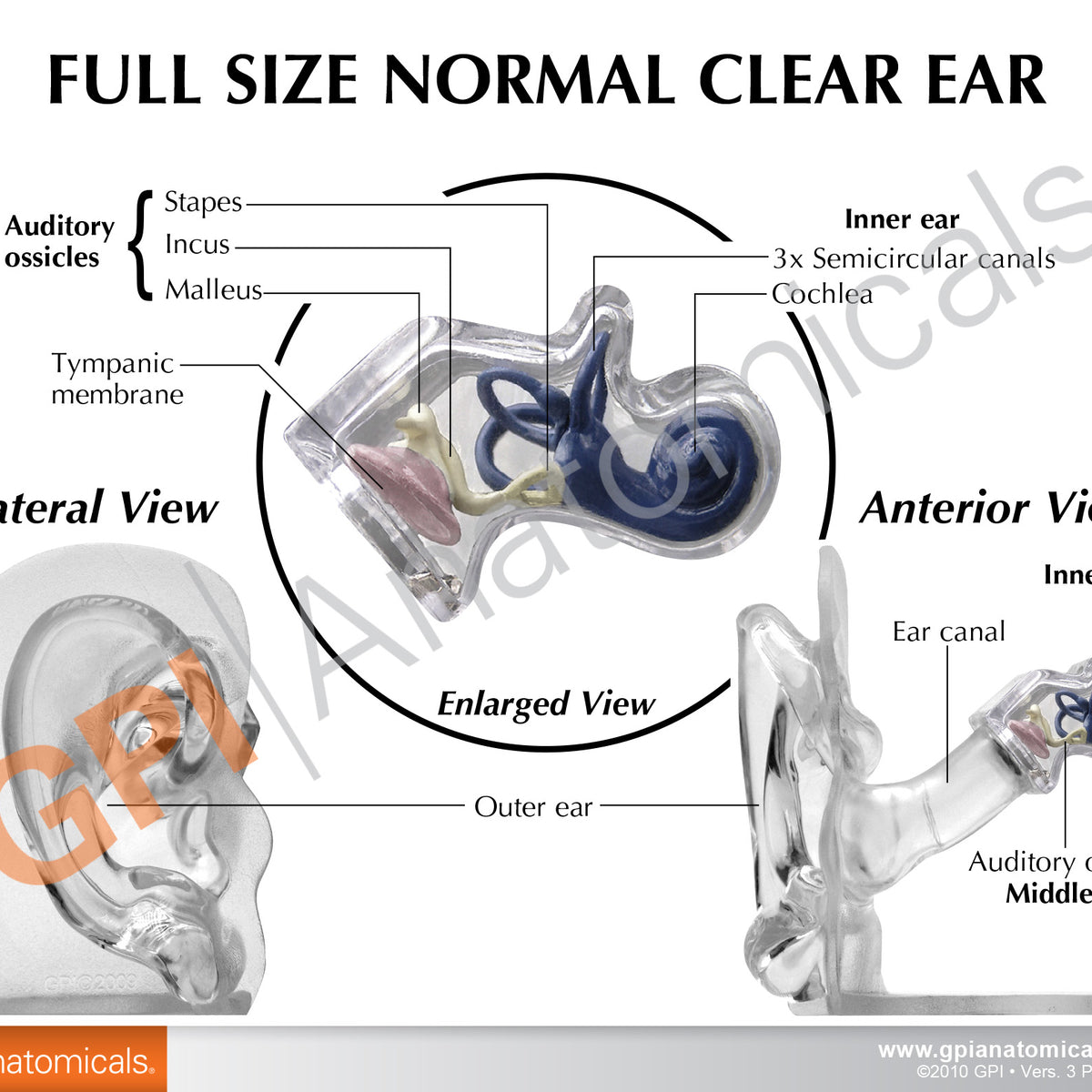 Clear Ear Education Card – GPI 3D Anatomy