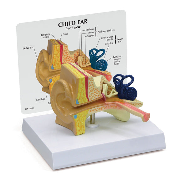 Child's Ear Education Card – GPI 3D Anatomy