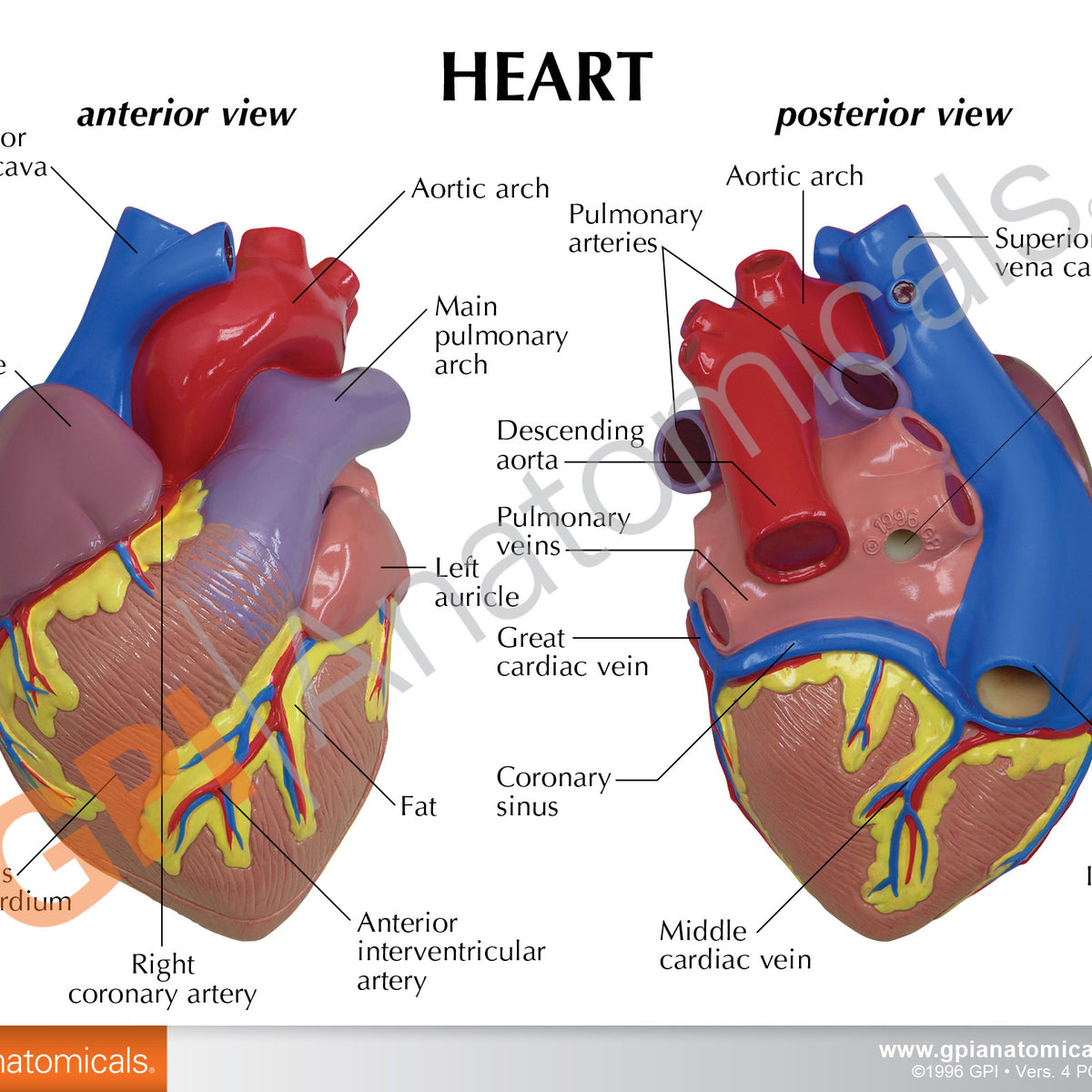 Heart Education Card – GPI 3D Anatomy