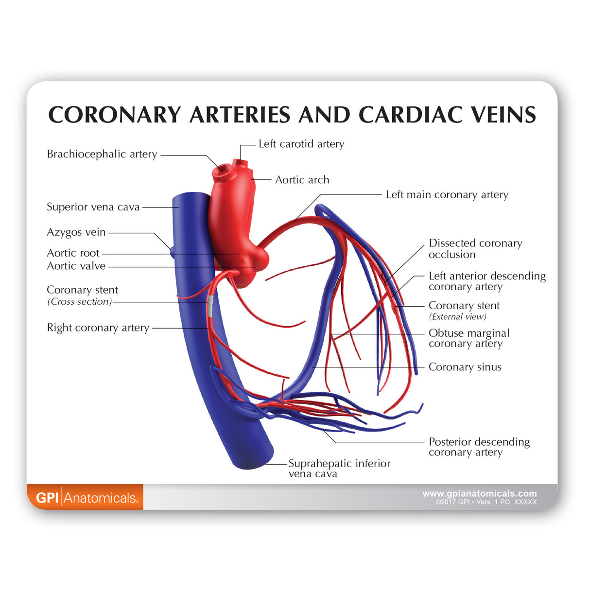 Coronary Arteries and Cardiac Veins Heart Model – GPI 3D Anatomy