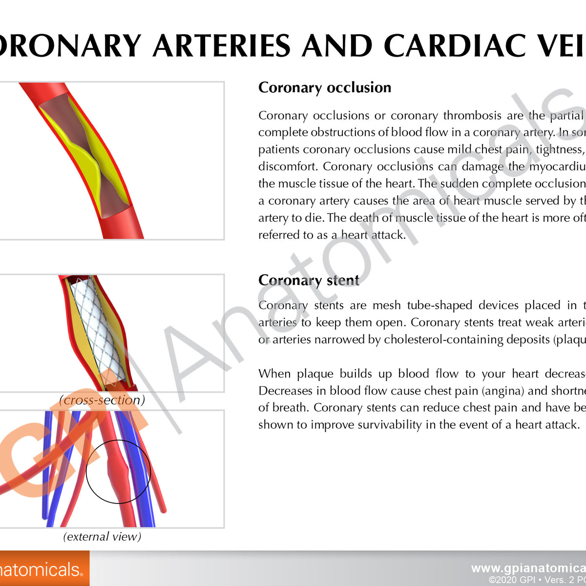 Coronary Arteries and Cardiac Veins Education Card – GPI 3D Anatomy