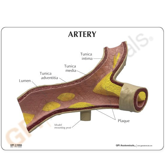 Artery Education Card – GPI 3D Anatomy