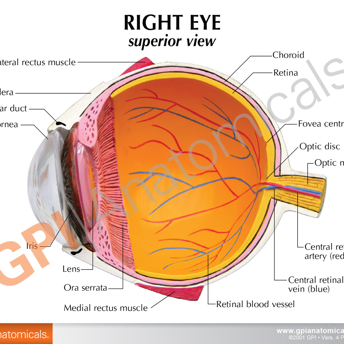 Eye Education Card – GPI 3D Anatomy