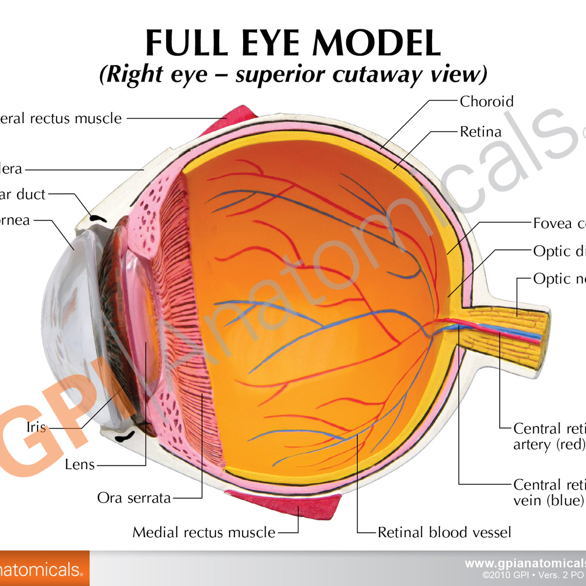 Full Eye Education Card – GPI 3D Anatomy