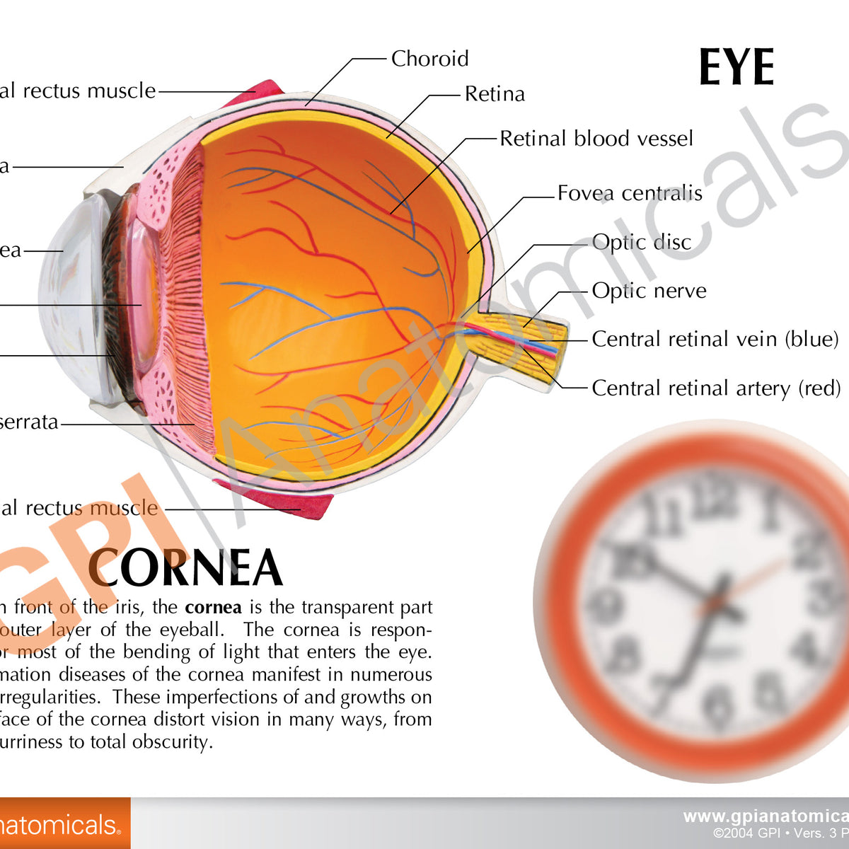Cornea Eye Education Card – GPI 3D Anatomy