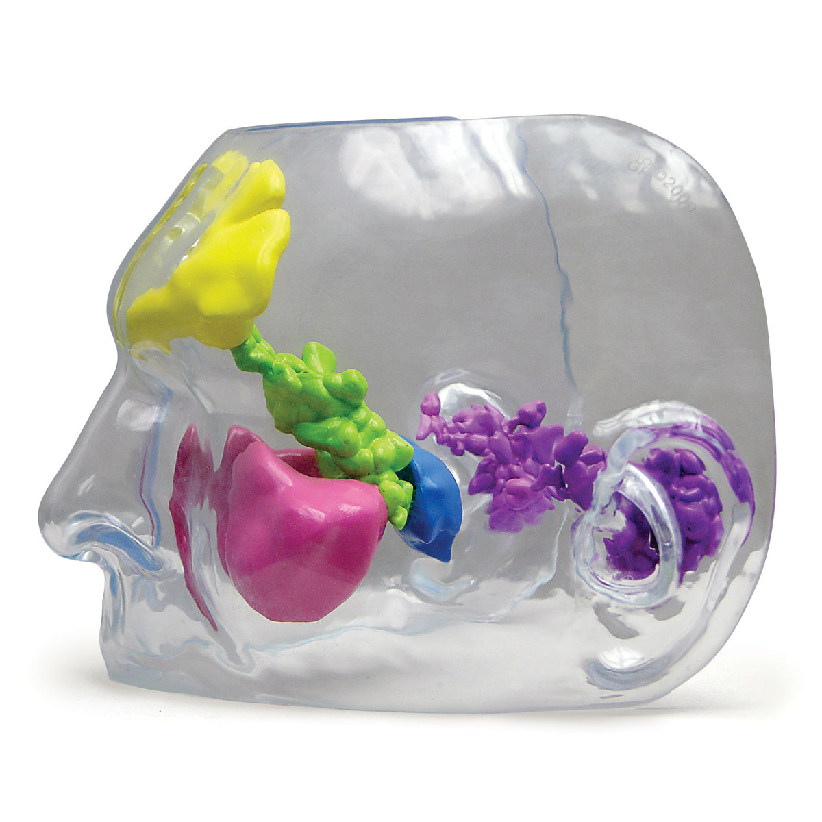 Clear Sinus Model – GPI 3D Anatomy