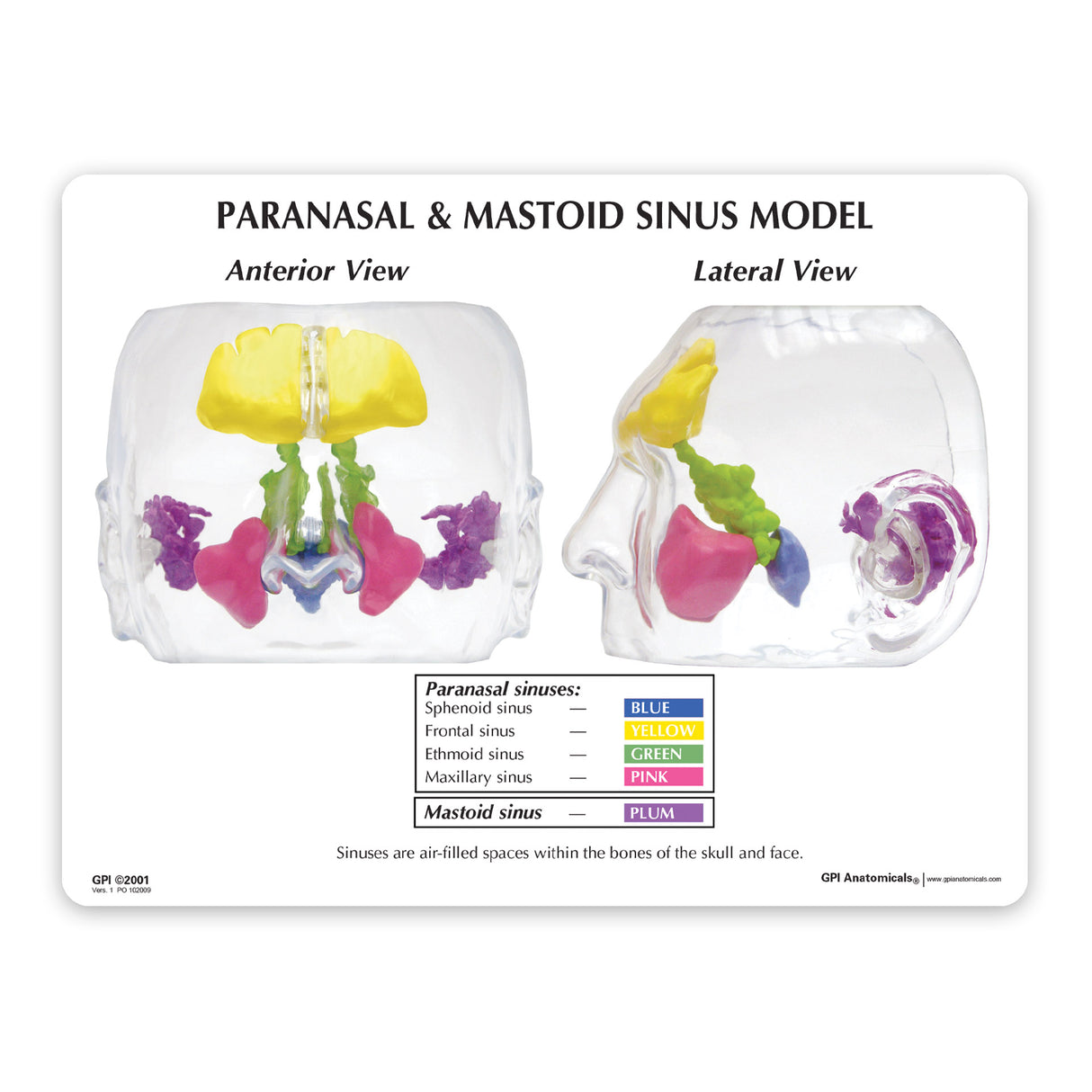 Clear Sinus Model – GPI 3D Anatomy