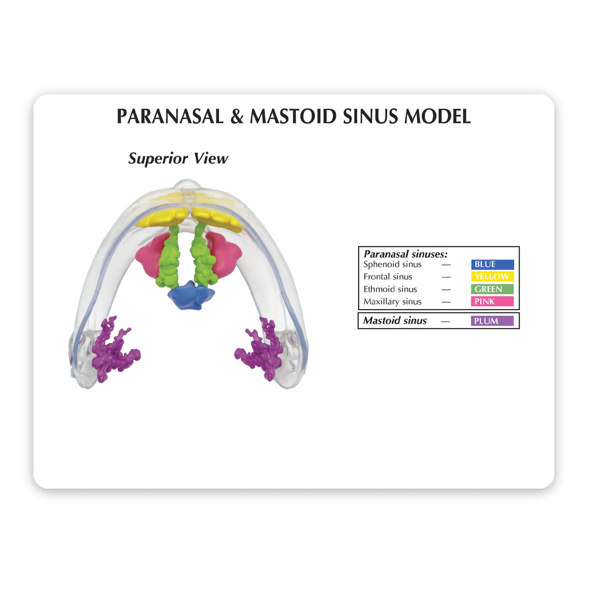 Clear Sinus Model – GPI 3D Anatomy