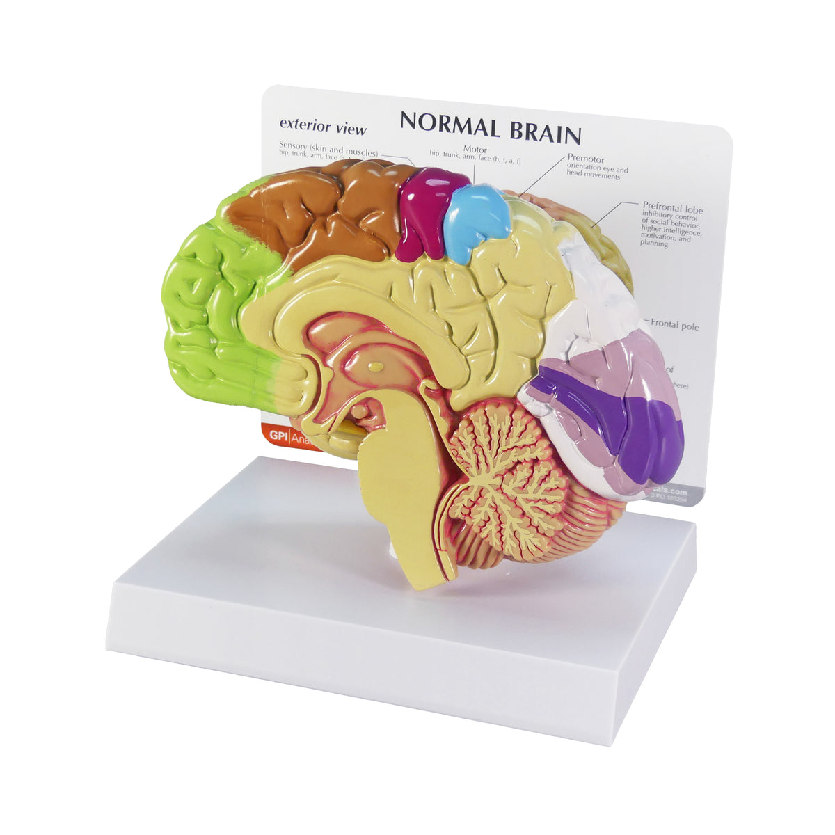 Half Brain Model – GPI 3D Anatomy