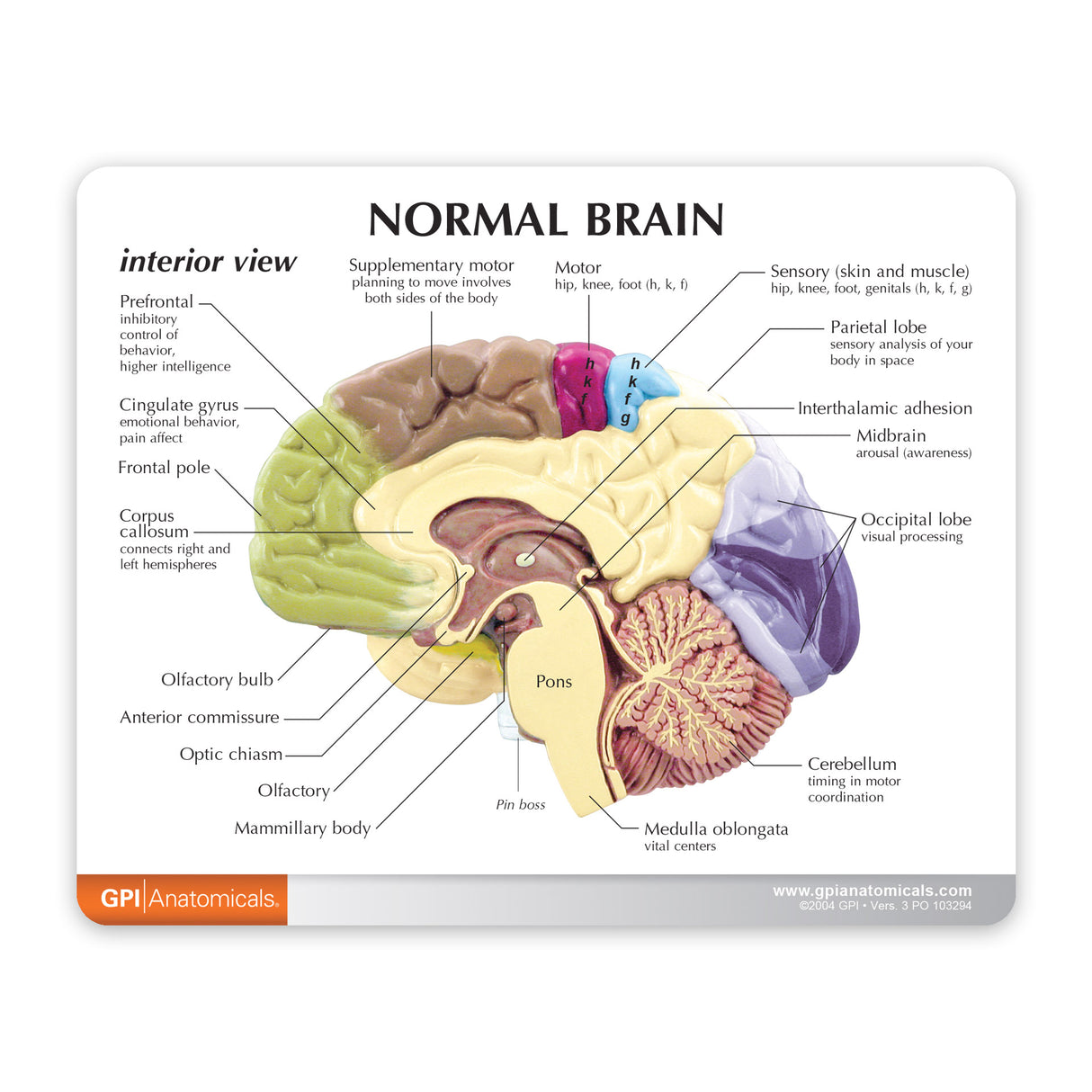 Half Brain Model – GPI 3D Anatomy