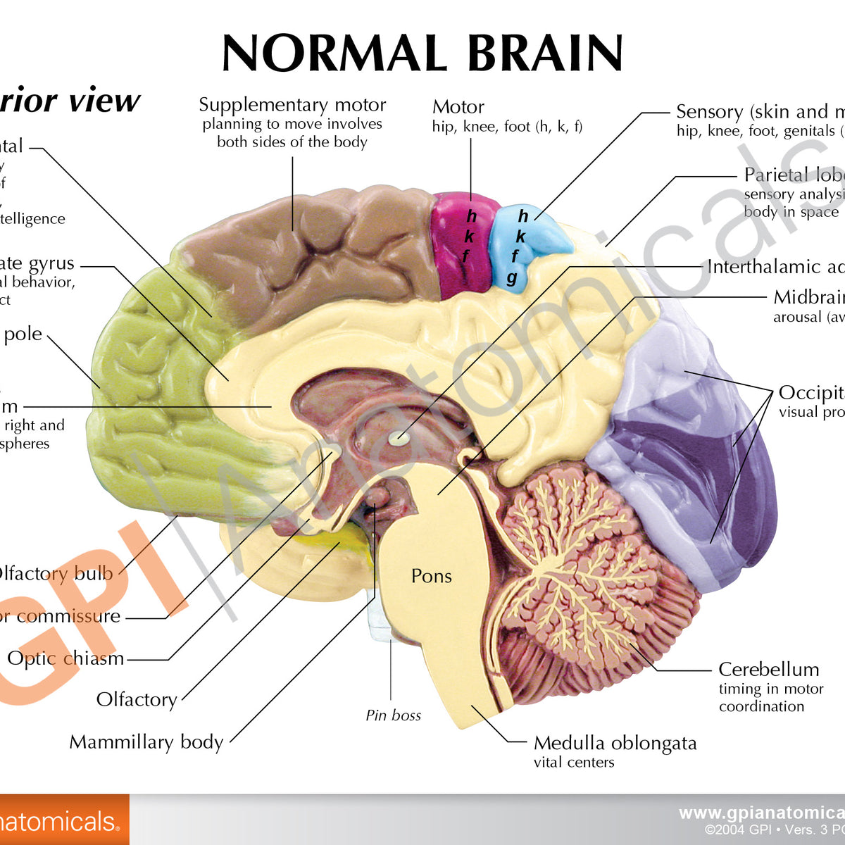 Half Brain Education Card – GPI 3D Anatomy