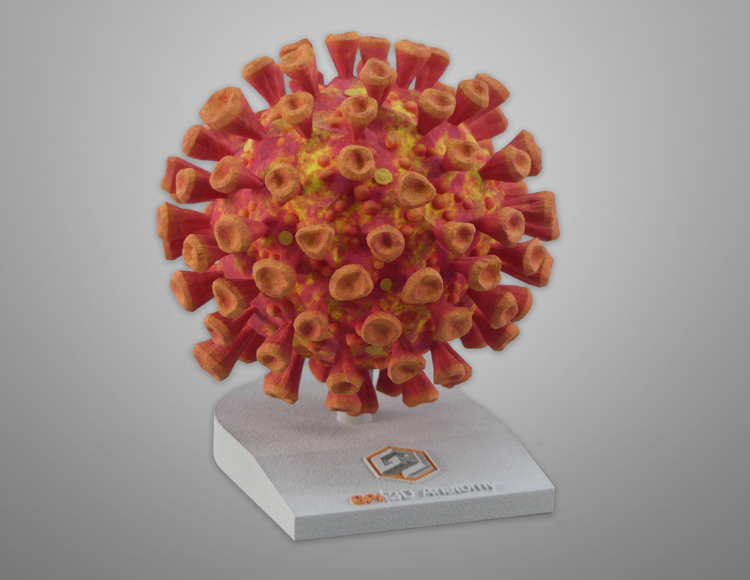 Custom 3D Anatomy Models | COVID-19 Virus | SARS-CoV-2 | Virology – GPI ...