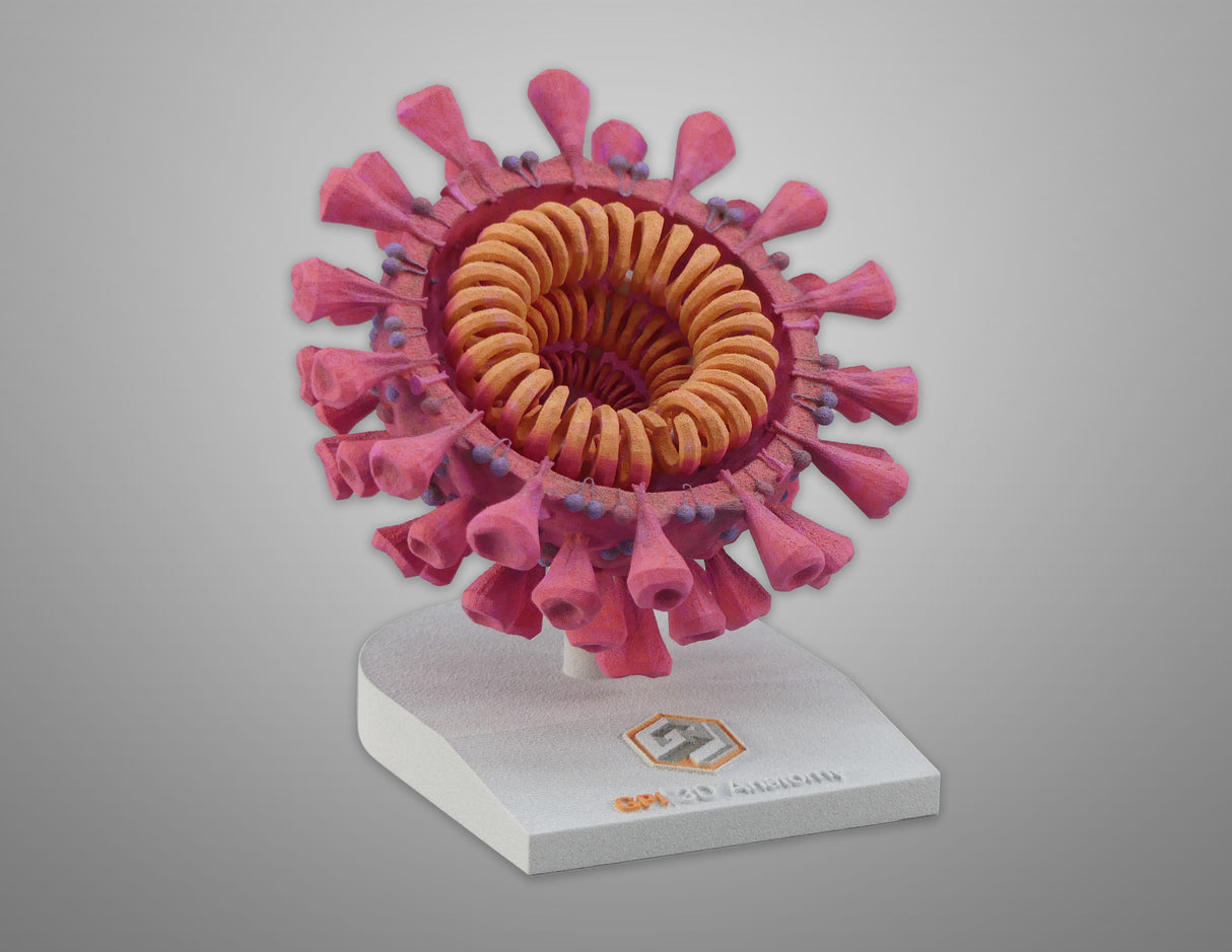 Custom 3D Anatomy Models | COVID-19 Virus | SARS-CoV-2 | Virology – GPI ...