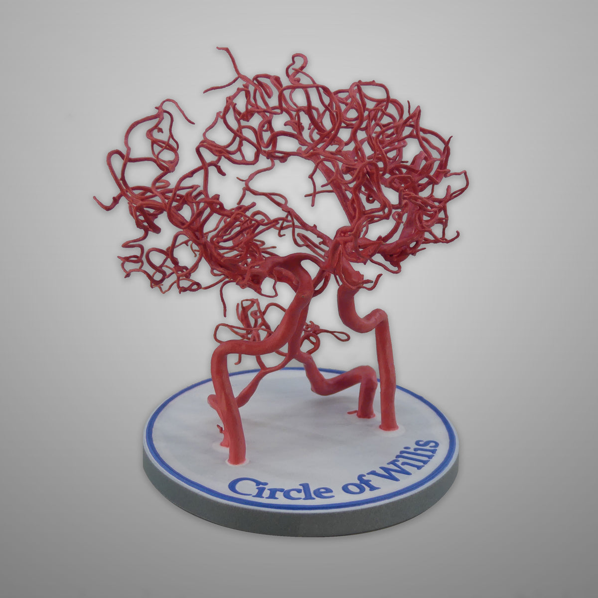 Custom 3D Anatomy Models | Circle of Willis | Brain – GPI 3D Anatomy