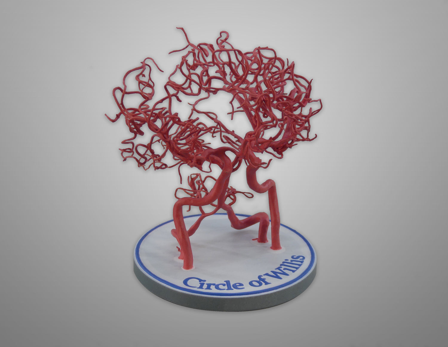 Circle of Willis – GPI 3D Anatomy