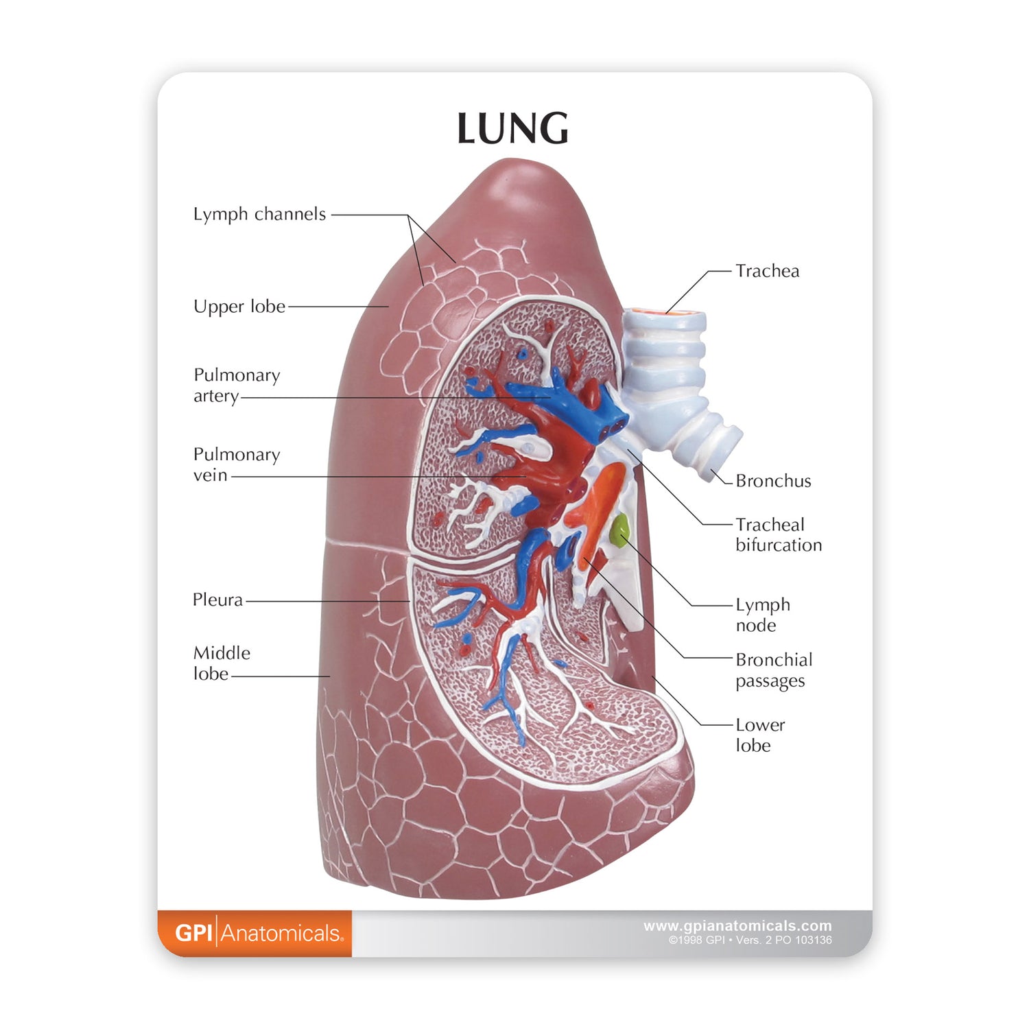 Normal Lung Model – GPI 3D Anatomy