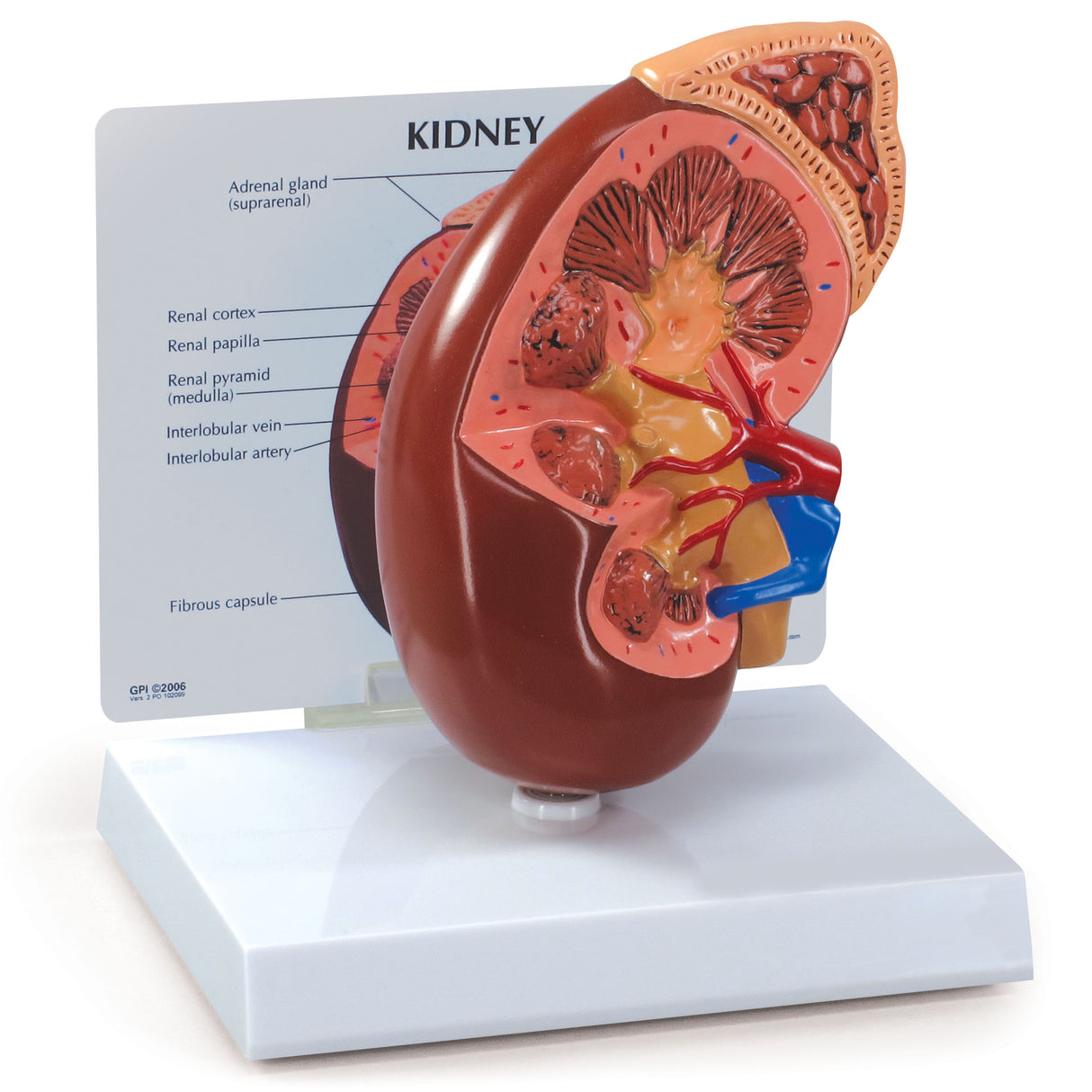 Normal Right Kidney and Adrenal Gland Model – GPI 3D Anatomy