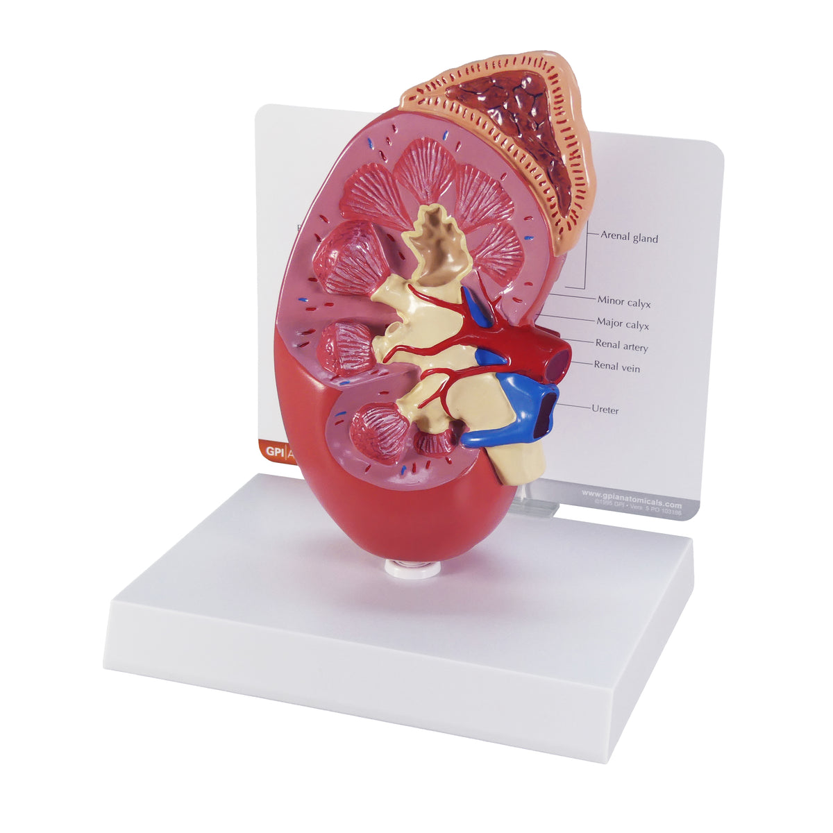 Normal Right Kidney and Adrenal Gland Model – GPI 3D Anatomy