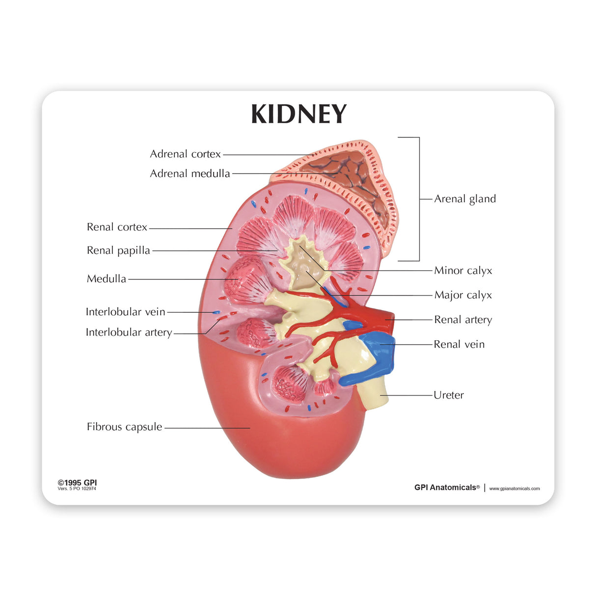 Normal Right Kidney and Adrenal Gland Model – GPI 3D Anatomy