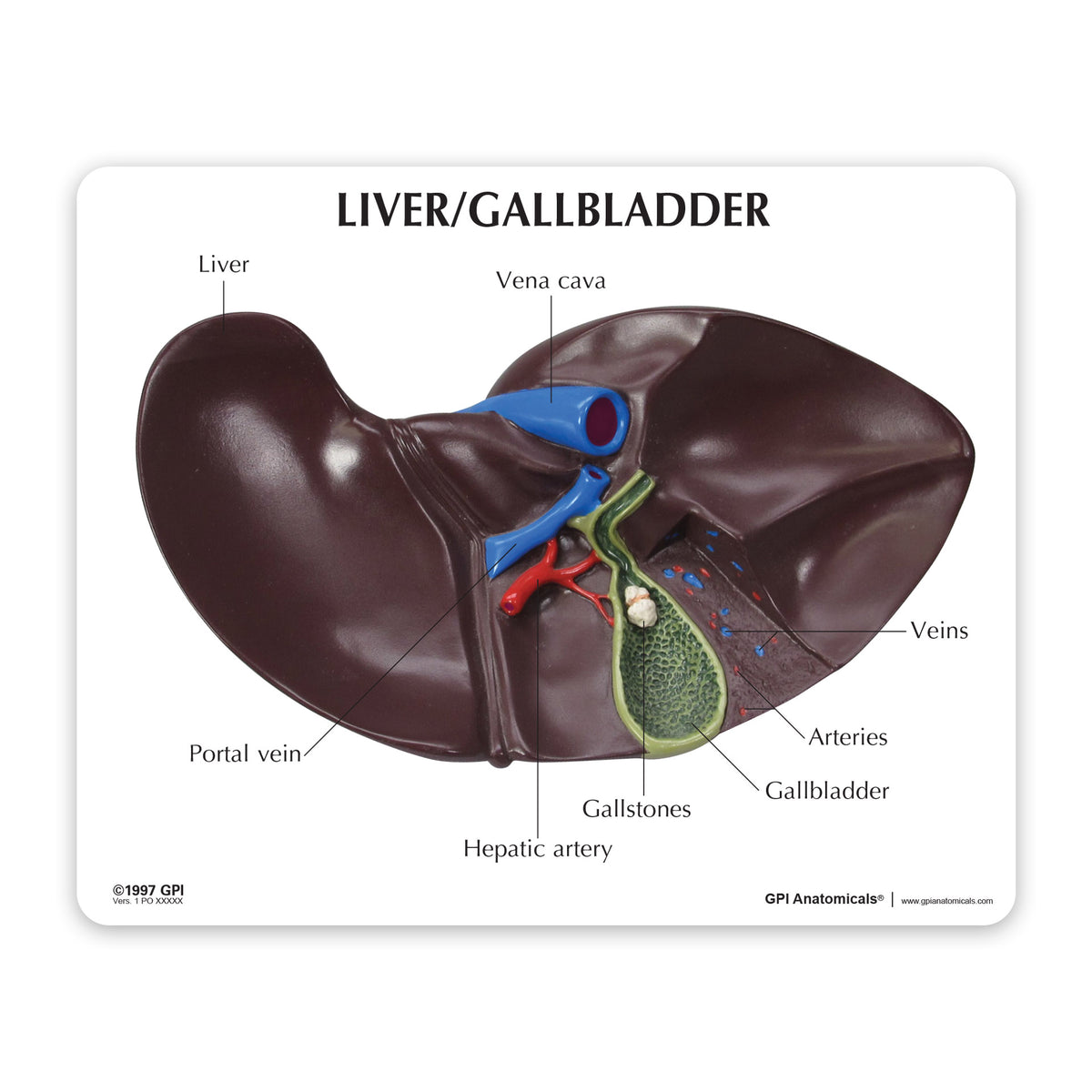 Liver and Gallbladder Education Card – GPI 3D Anatomy