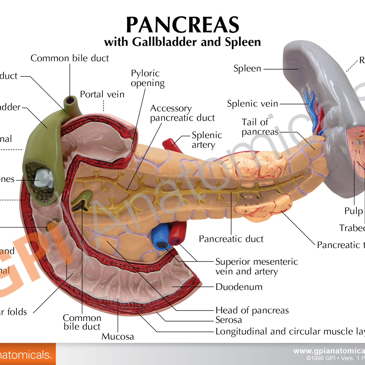 Pancreas with Gallbladder and Spleen Education Card – GPI 3D Anatomy