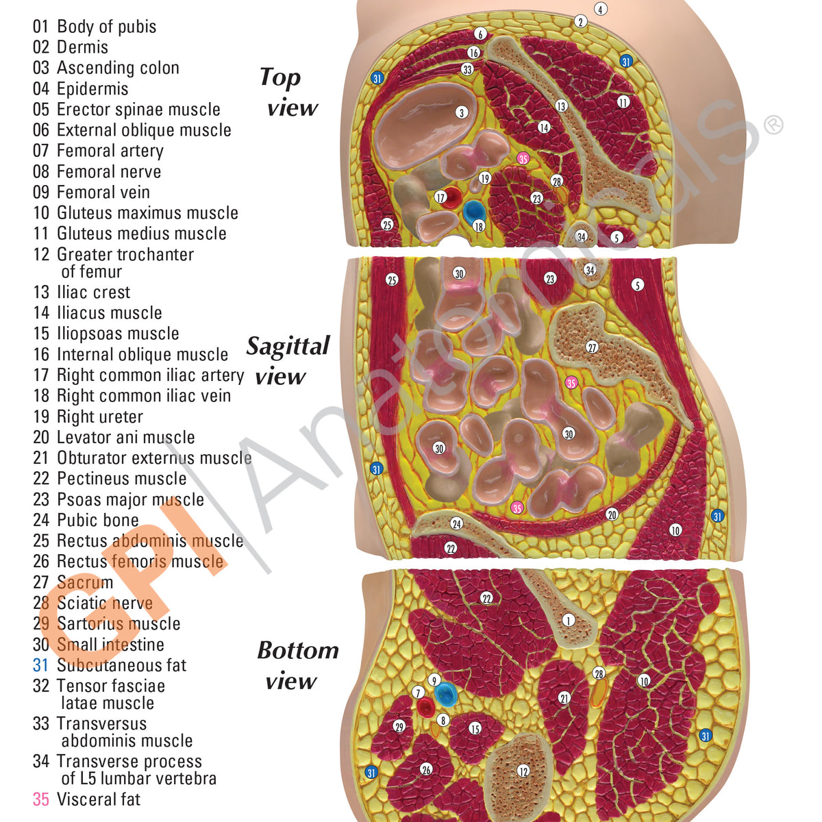 Obesity Education Card – GPI 3D Anatomy