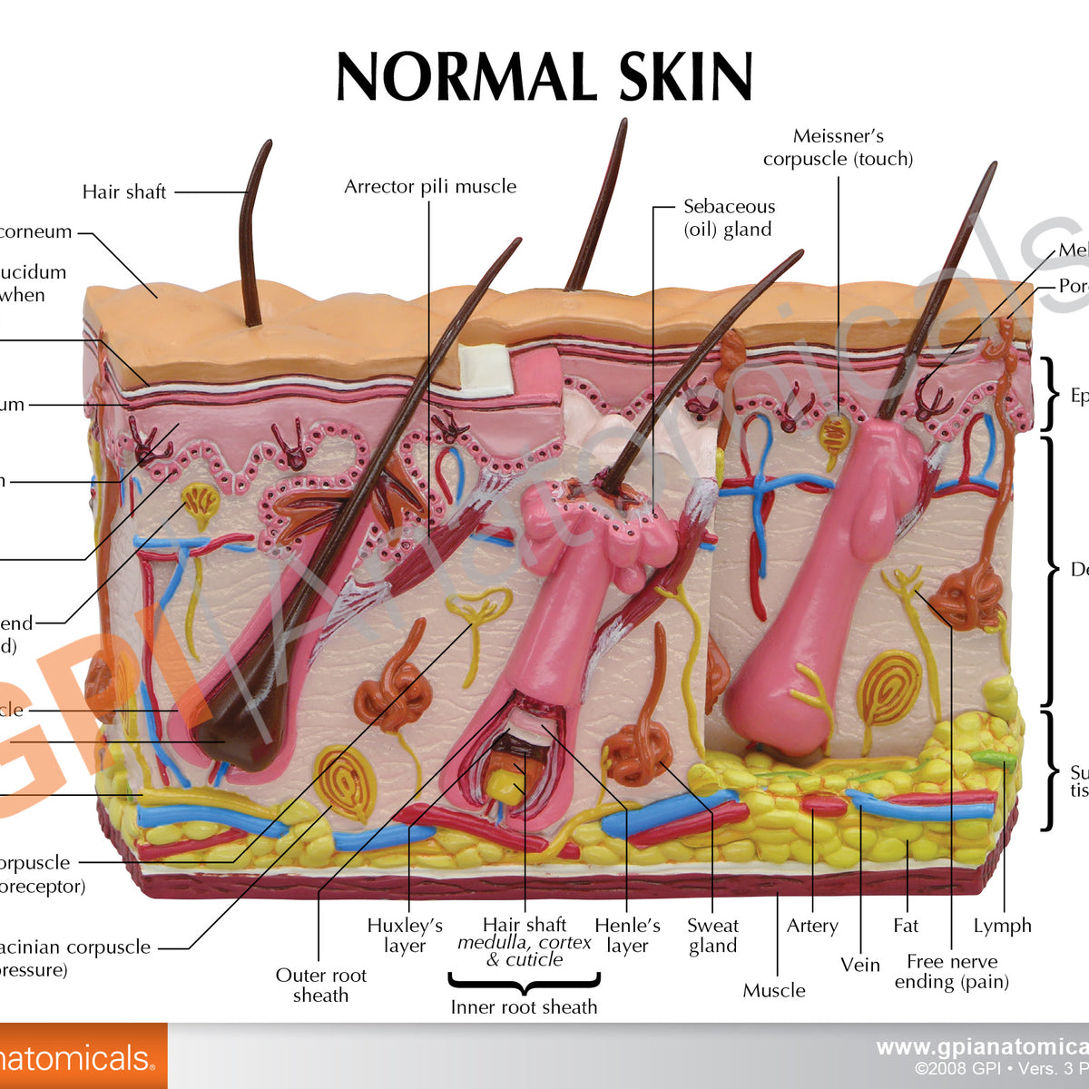 Skin Acne Cross-Section Education Card – GPI 3D Anatomy