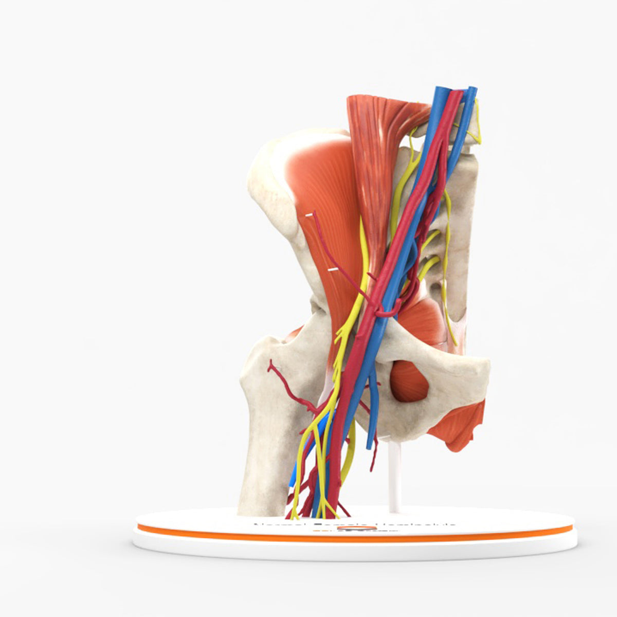Custom 3D Anatomy Models | Female Hemipelvis | Female Pelvic Floor ...
