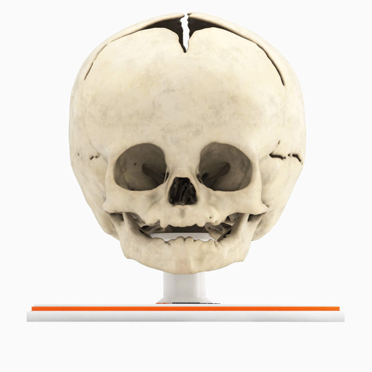 Custom 3D Anatomy Models | Infant Skull | 8 Month Old Male – GPI 3D Anatomy
