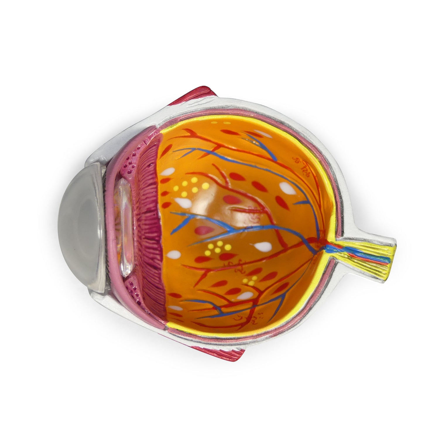 Type II Diabetes Model Set – GPI 3D Anatomy