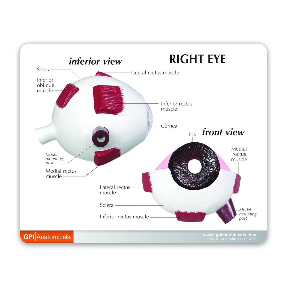 Eye Education Card – GPI 3D Anatomy