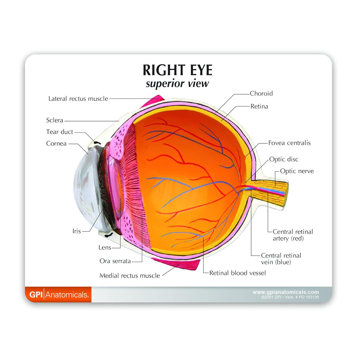 Eye Education Card – GPI 3D Anatomy